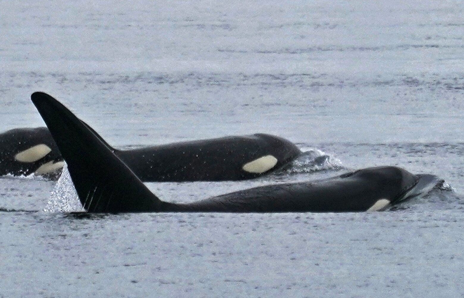 Howard Chua-Eoan | The Seattle Times