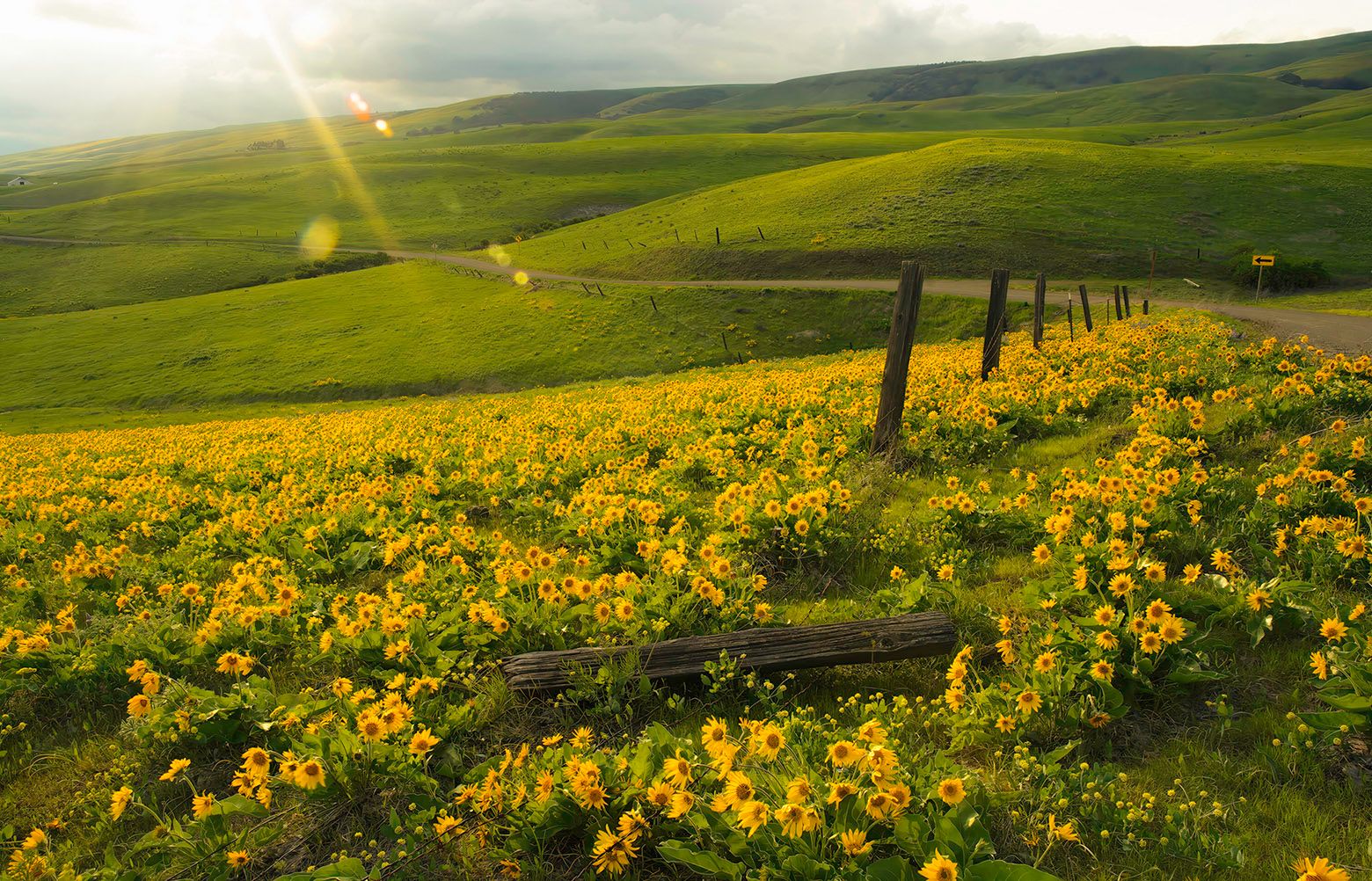 Where to find the best wildflower blooms across Washington | The ...
