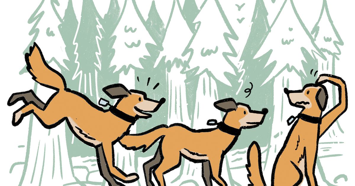 Rant & Rave: Community helps search for rescue dog | The Seattle Times