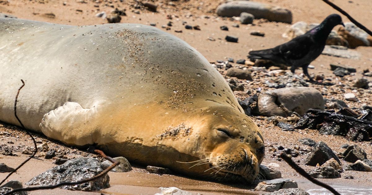 A rare, endangered seal named Yulia basks on Tel Aviv beach | The ...