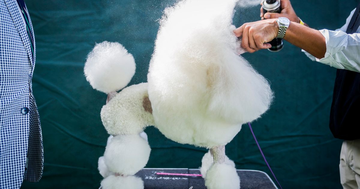 In dog show world, details obvious and subtle rule the day | The ...