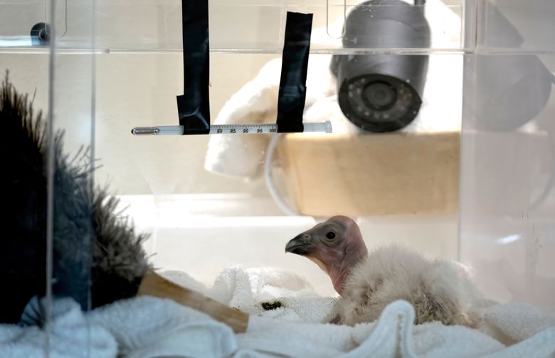 Baby Condor Birds California's Condor Population Growing – San Diego