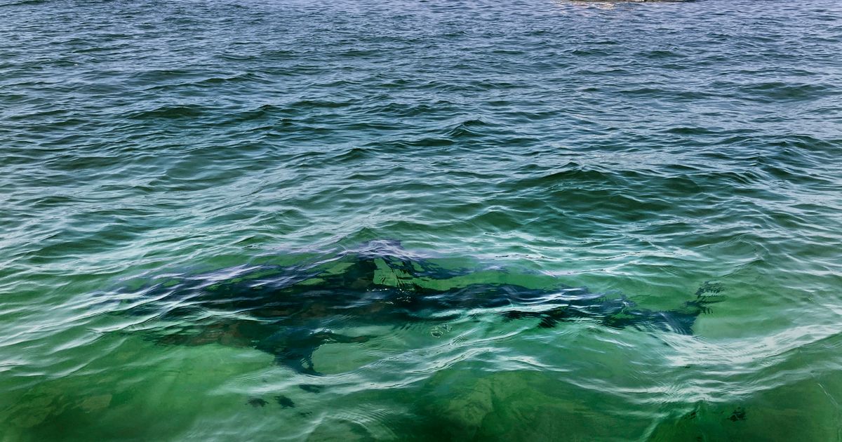 Recent shark attacks are worrying beach-goers, yet experts say they’re ...