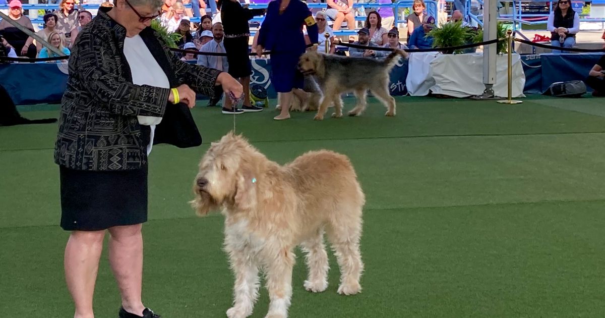 For these hounds and humans, dog show a couples’ competition | The ...