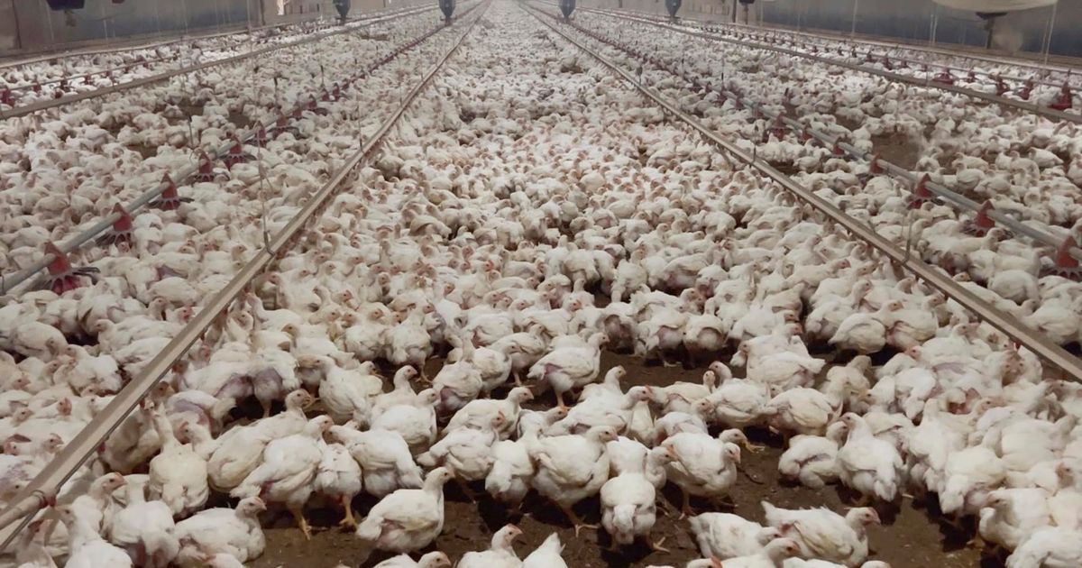 Animal rights group says chickens were abused, but Tyson Foods cut ties ...