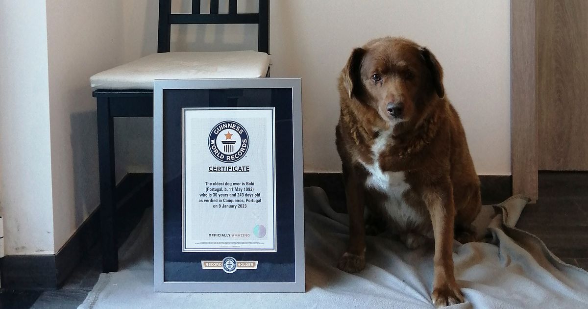 World’s oldest dog celebrates 31st birthday, according to Guinness ...