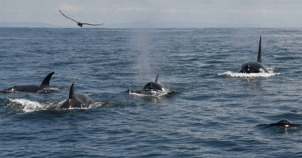 2 dozen killer whales spotted celebrating a hunt off San Francisco ...