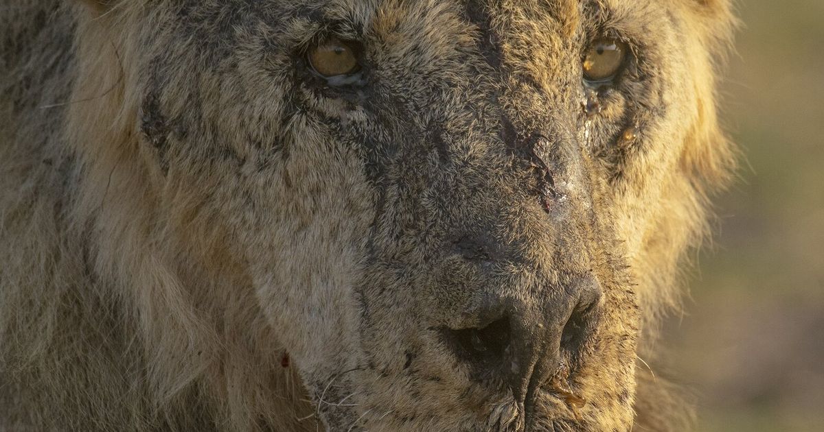 In Kenya, lions are speared to death as human-wildlife conflict worsens ...
