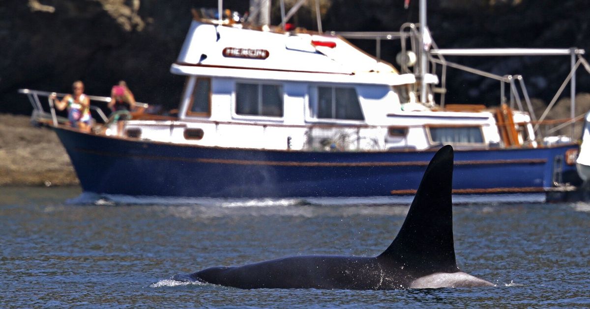This whale-watching season, be an orca ally | The Seattle Times