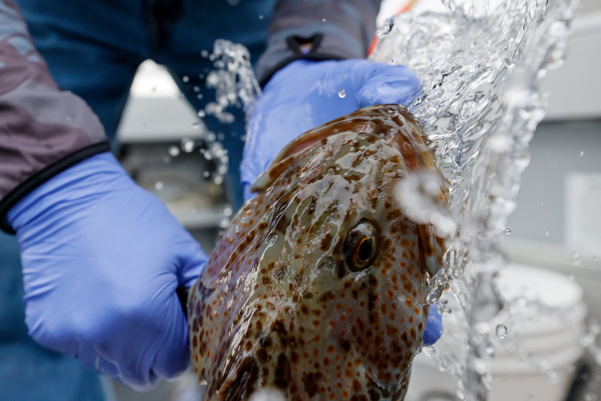 Tom Nelson, Seattle’s fishing evangelist, wants you to catch fish to ...