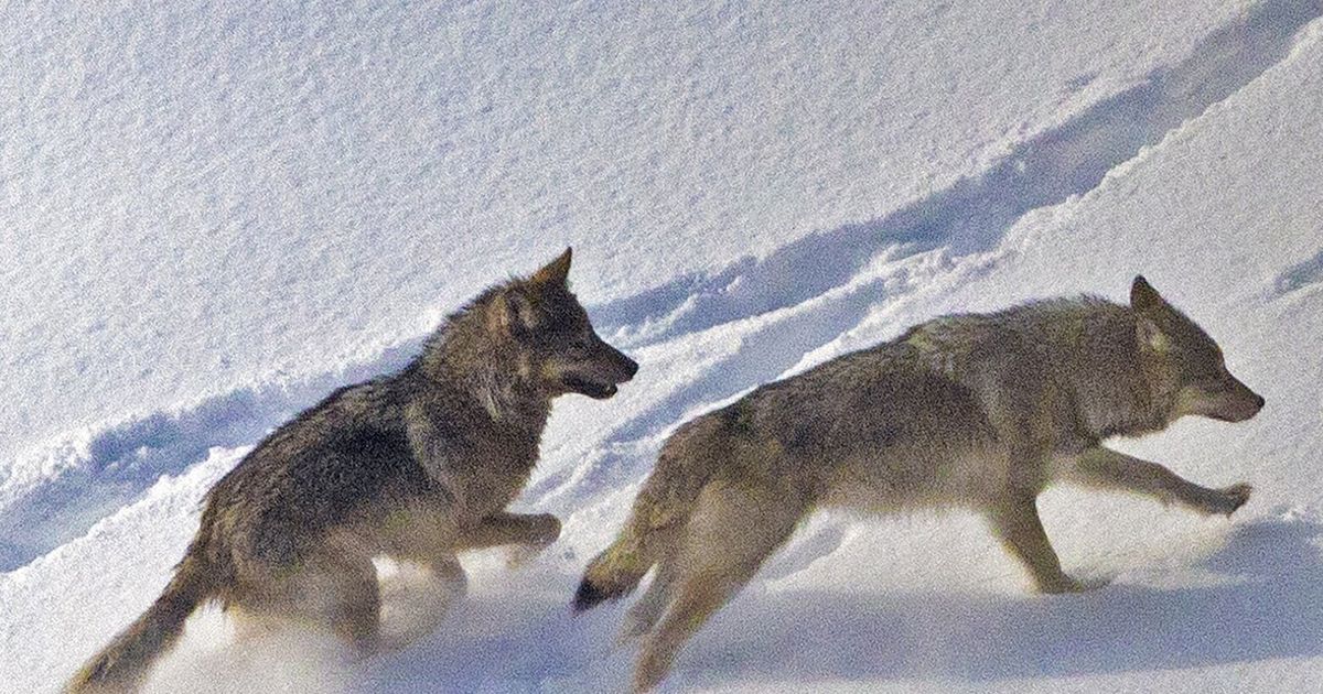 Wolves that nearly died out from inbreeding recovered, now helping a ...