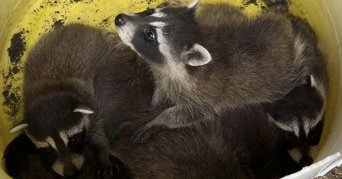 Demolition crew saves abandoned litter of baby raccoons in Utah | The ...