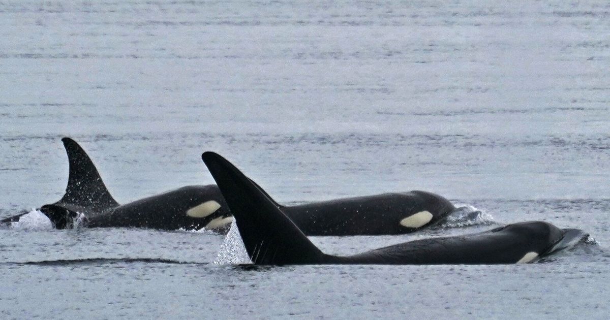 Rare southern resident orcas are not in whale-watchers’ sights | The ...