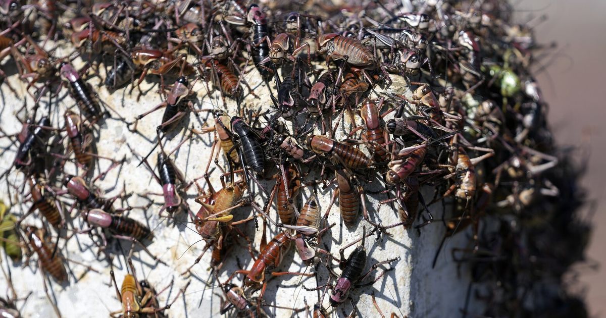 Blood-red crickets invade Nevada town, residents fight back with brooms ...