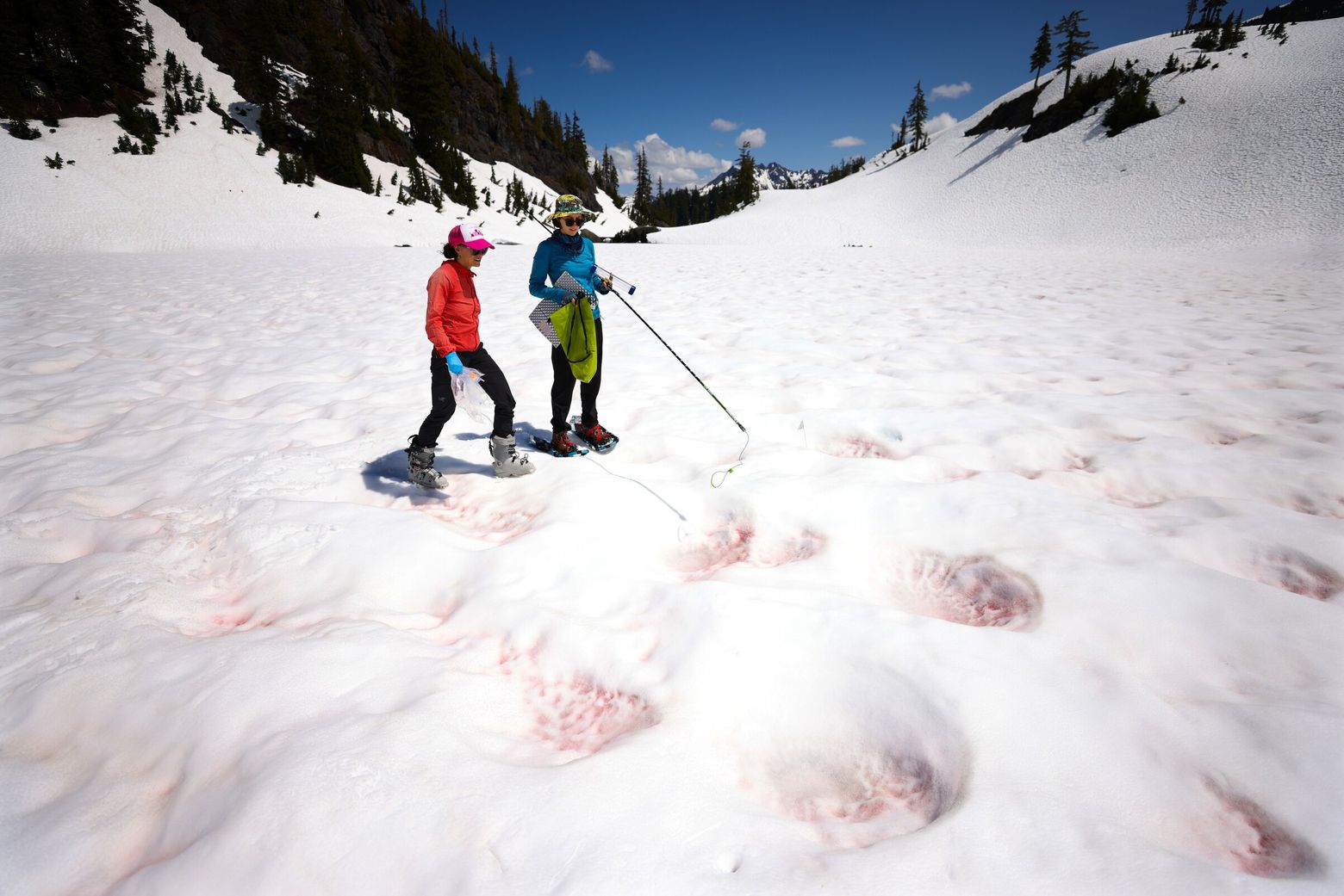 Algae blooms that cause pink snow could accelerate melting as Earth ...