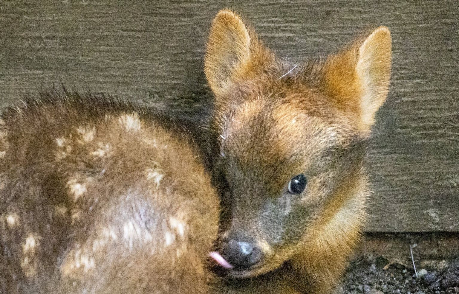 Tiny South American deer debuts at New York City zoo | The Seattle Times