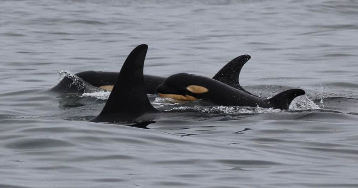 There might be a new calf in this endangered orca pod of the Salish Sea ...