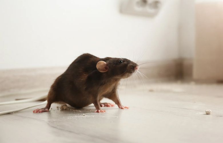 Hunter Boyce | The Seattle Times