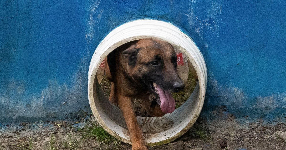 Colombian military searches for heroic dog who helped find children in ...