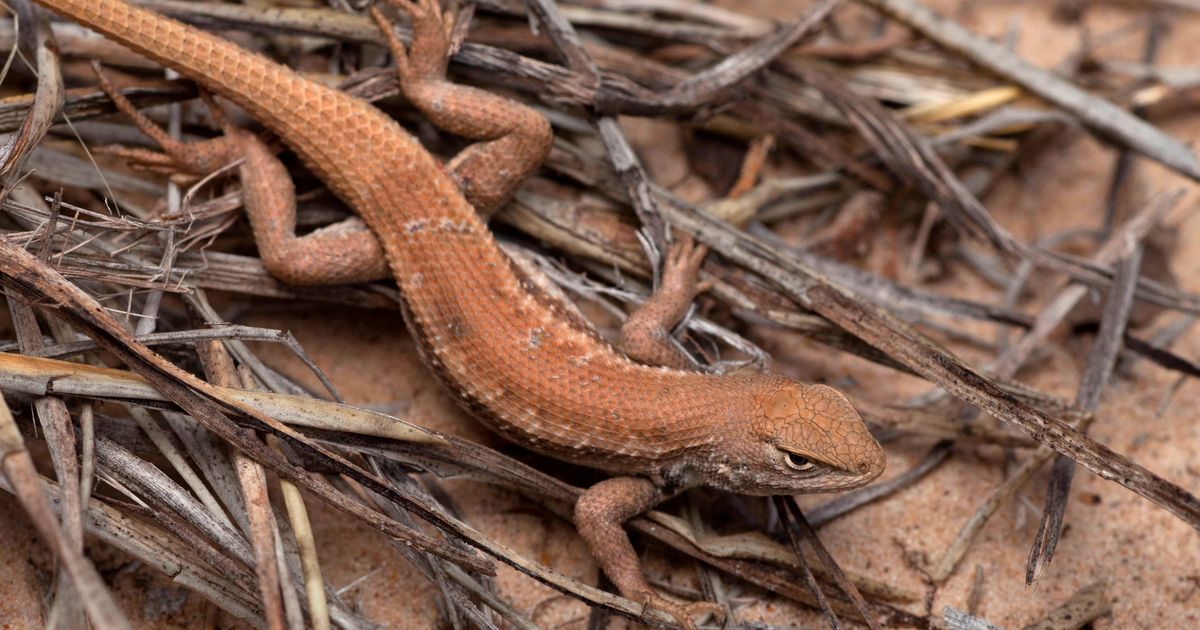 Rare lizard found in major US oil patch proposed as endangered species ...