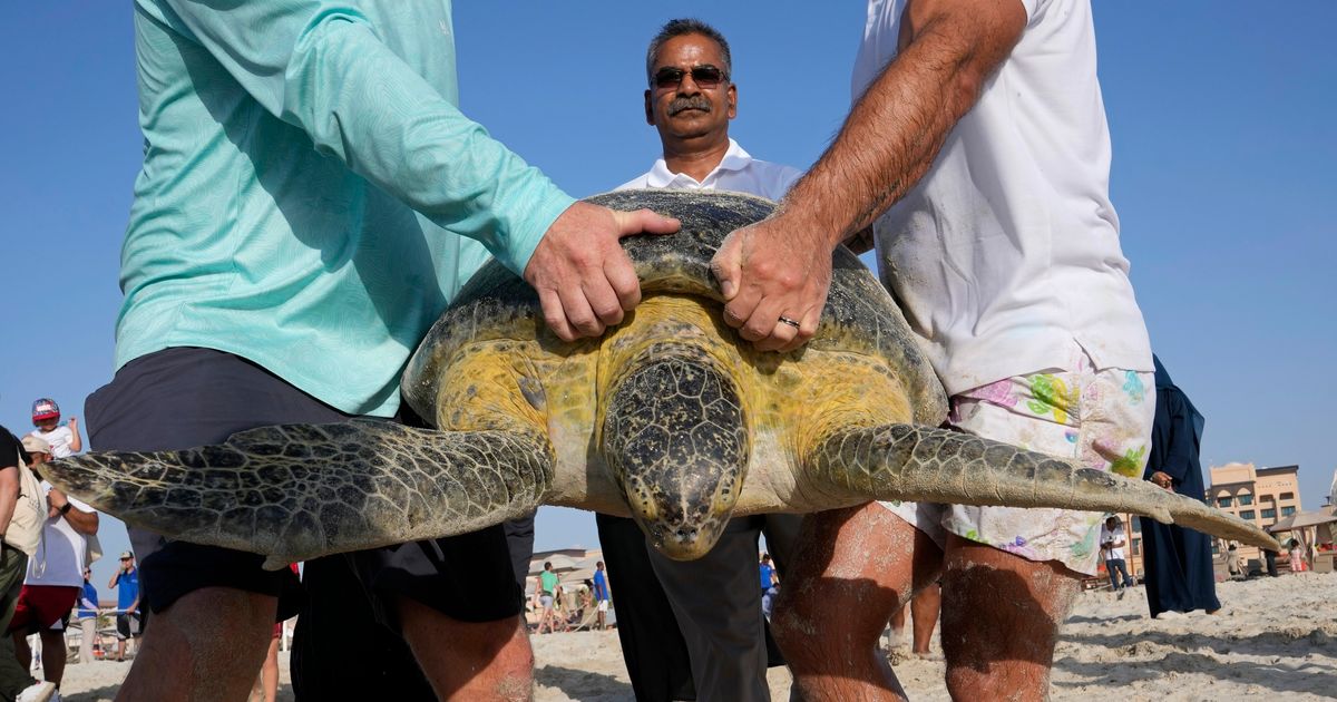 In United Arab Emirates, struggling sea turtles get a helping hand ...