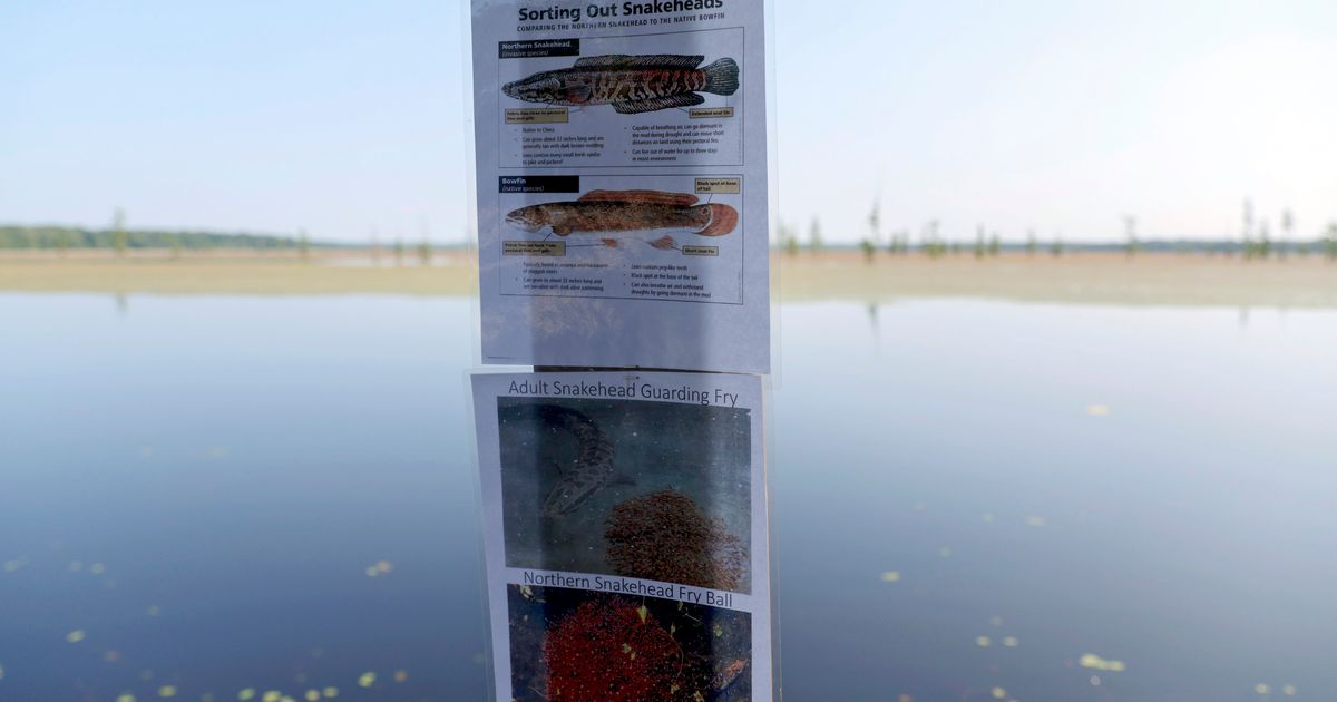 Invasive northern snakehead fish found in southeastern Missouri for ...