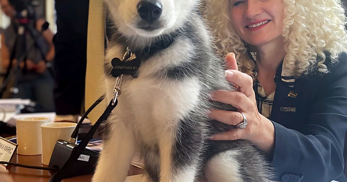UConn introduces Siberian husky pup Jonathan XV as the school’s next ...