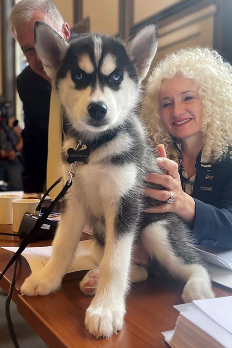 UConn introduces Siberian husky pup Jonathan XV as the school’s next ...