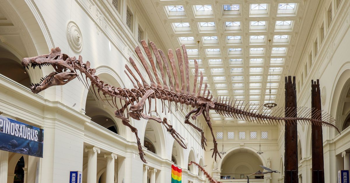 Field Museum debuts Spinosaurus exhibit featuring largest predatory ...