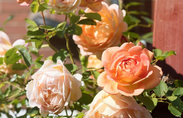 Garden | The Seattle Times