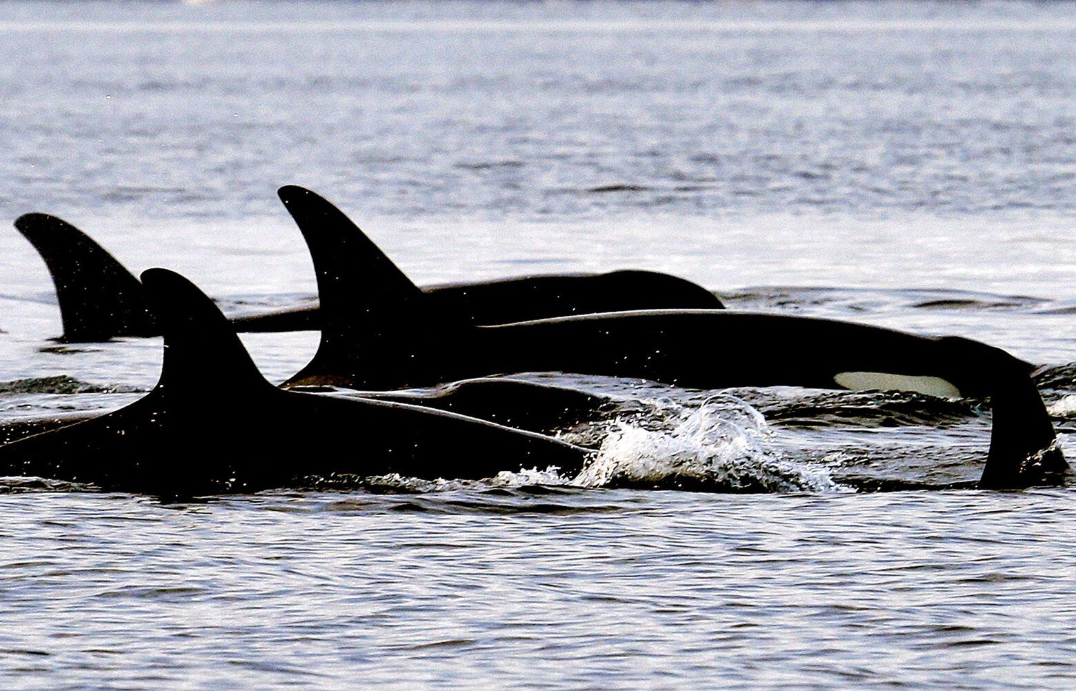 Orcas | The Seattle Times