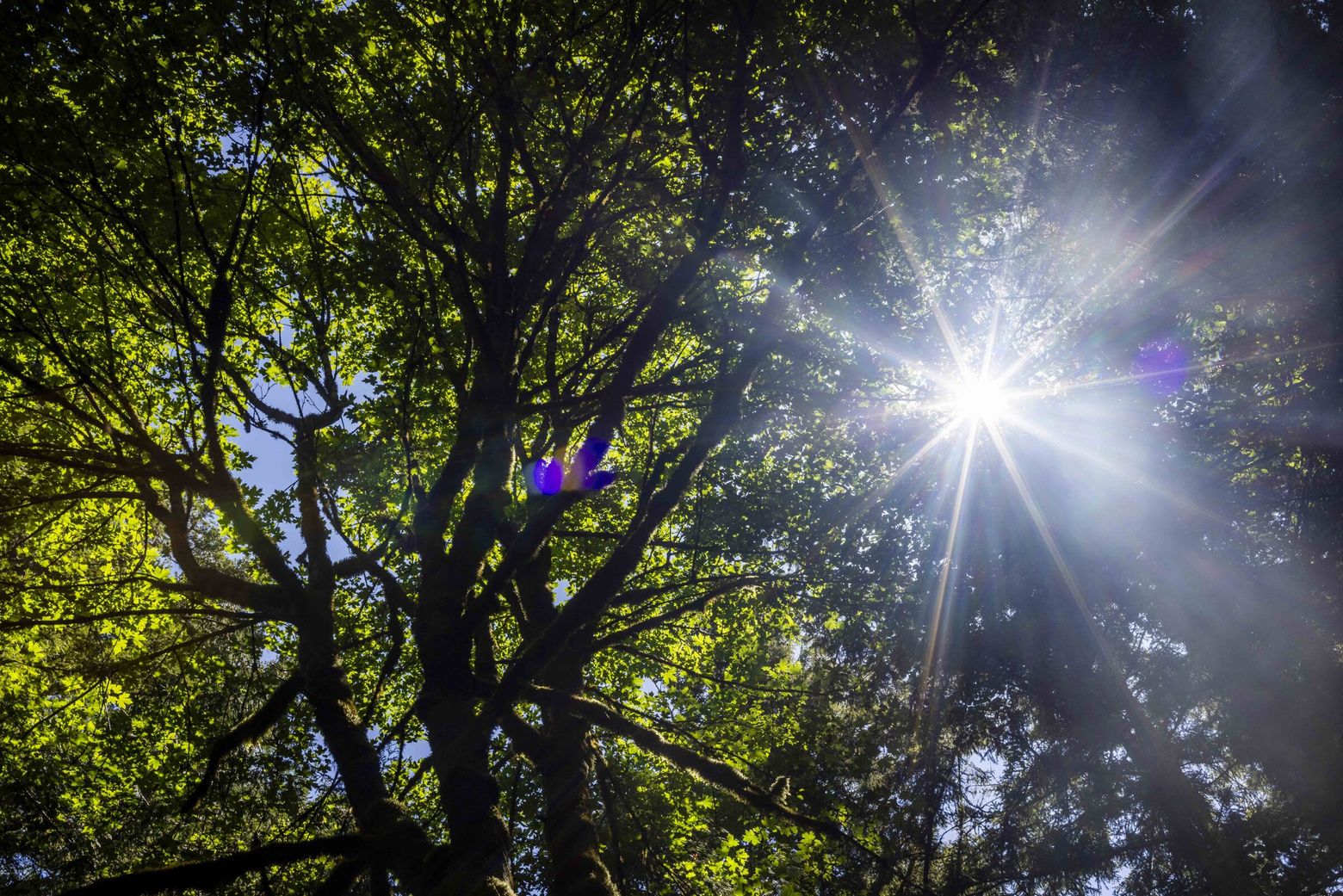 Controversial WA timber sale near Elwha River rankles conservationists ...