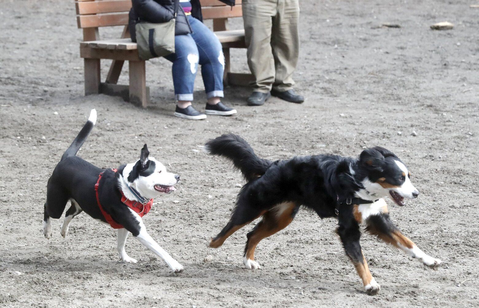 Photo: A fetching way to spend the day in Seattle | The Seattle Times