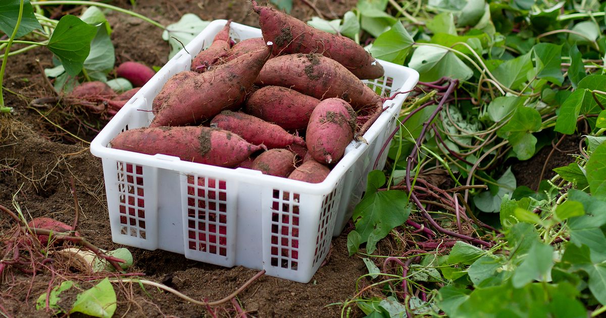A gardener’s guide to planting potatoes and sweet potatoes | The ...