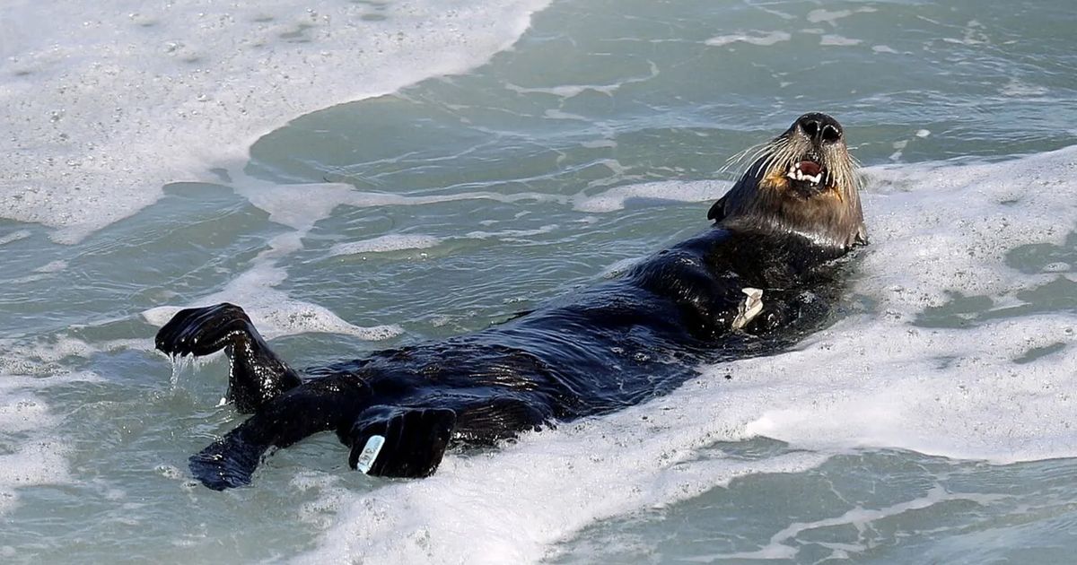 Californias Wily Surfboard Stealing Sea Otter Evades Capture Again