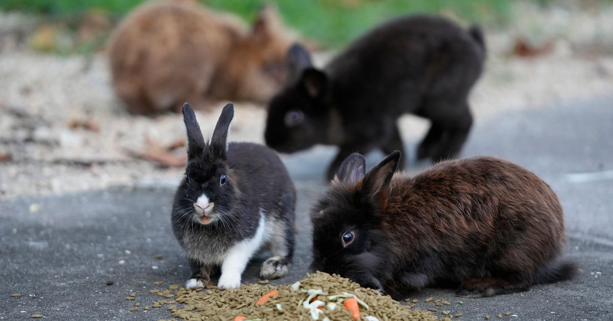 Groups working to round up domesticated rabbits that have been running ...