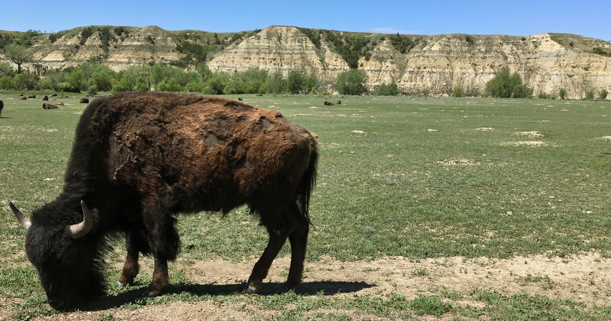 Bison attack visitors in North Dakota and Wyoming national parks | The ...