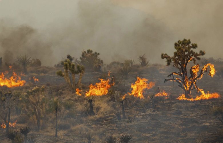 TY O’NEIL | The Seattle Times