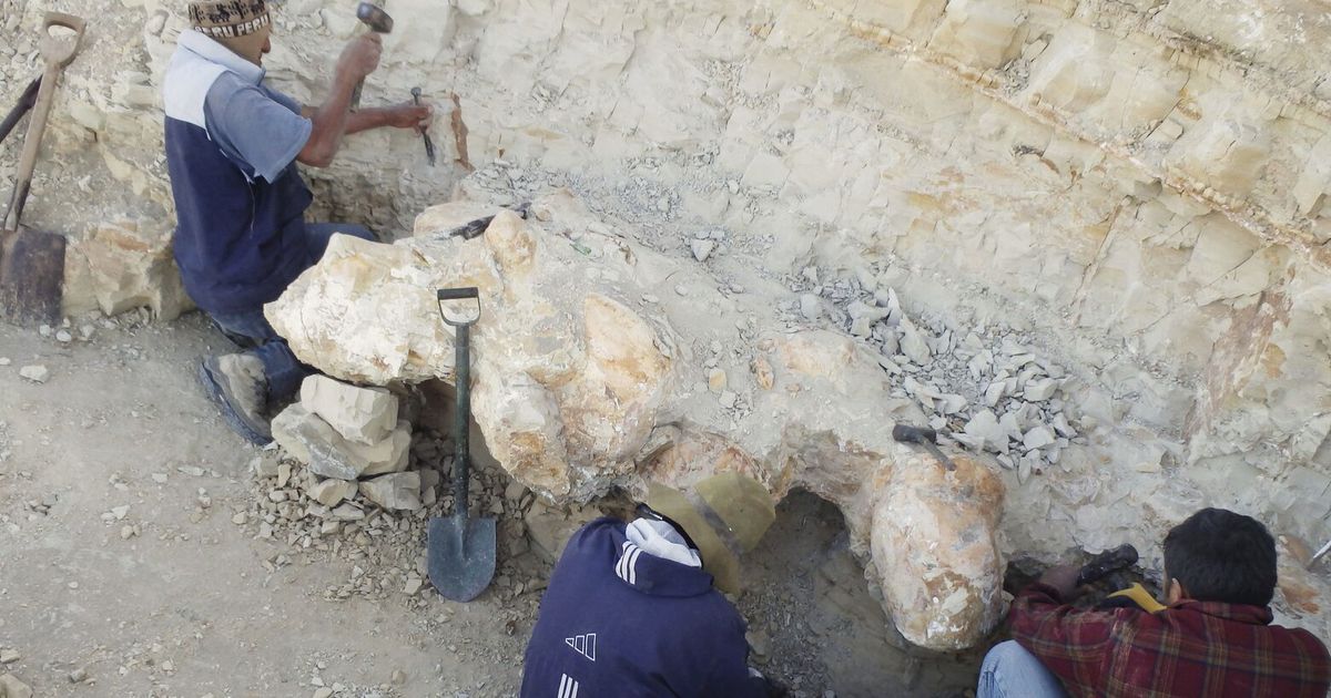 The heaviest animal ever may be this ancient whale found in the ...