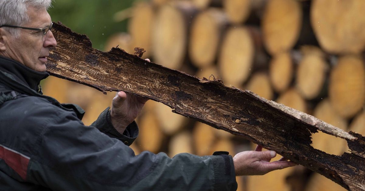 Bark beetles are eating through Germany’s Harz forest. Climate change ...