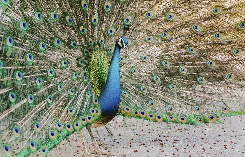 Alfonso Duran | The Seattle Times