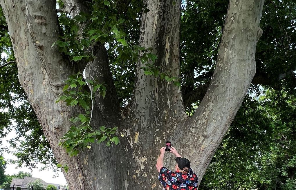 Sycamore Tree Flipped