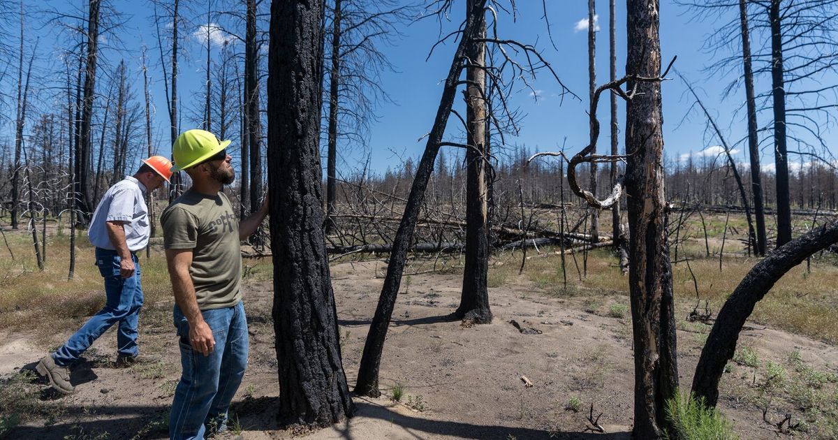 A giant Oregon fire shows the limits of carbon offsets in fighting ...