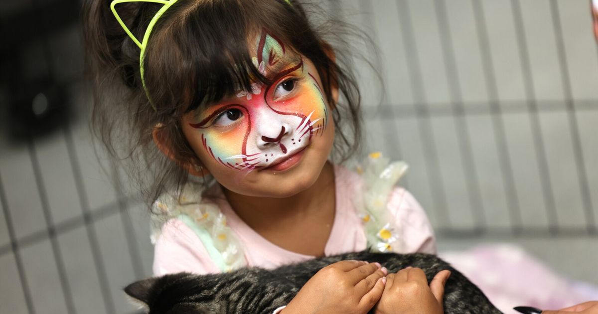 What it’s like attending Sea-Meow, the ‘Purrcific Northwest’ cat ...