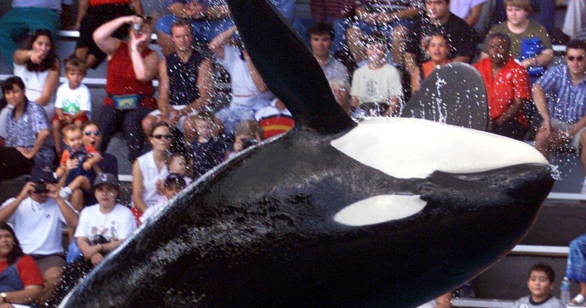 Photos: Washington’s captive orca has died | The Seattle Times