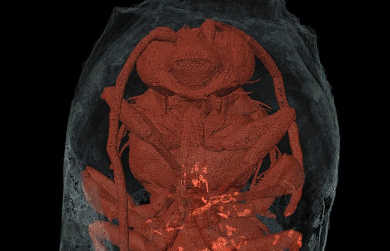 Sarah Derouin | The Seattle Times