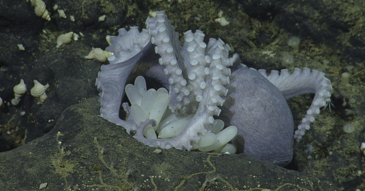 Deep-sea ‘hot tubs’ help octopus moms hatch their eggs faster | The ...