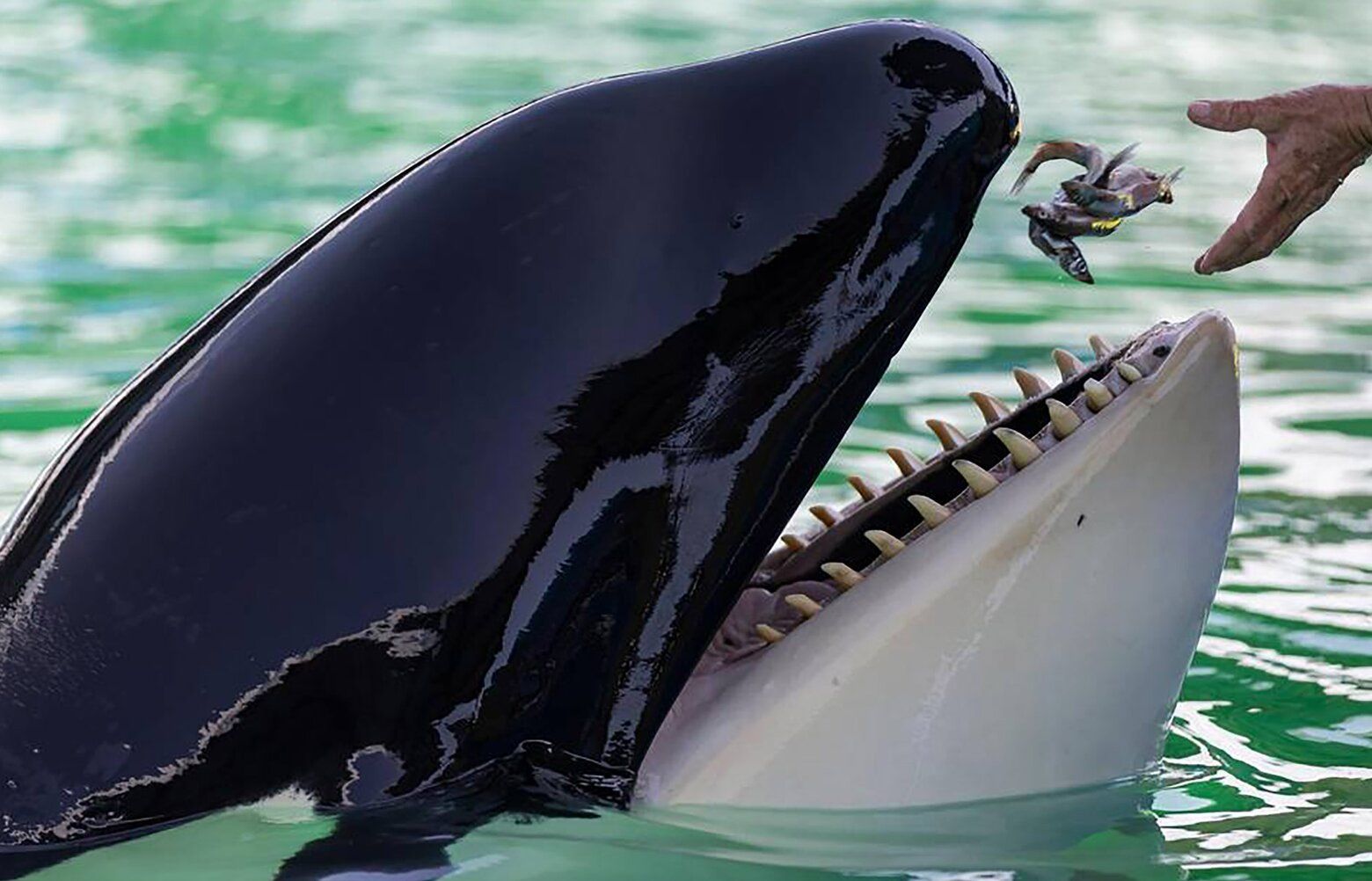 He lived in Tokitae’s tank in Miami. What’s next for Li’i the dolphin ...