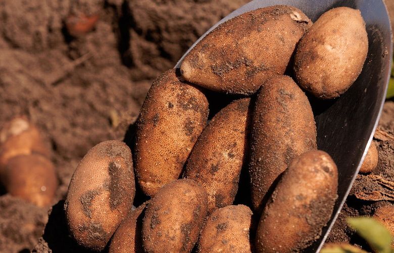 Eli Tan | The Seattle Times