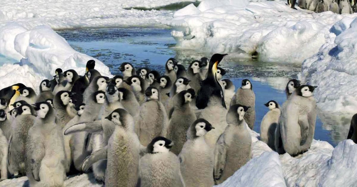 Loss of Antarctic ice hurting survival of emperor penguin chicks, study ...